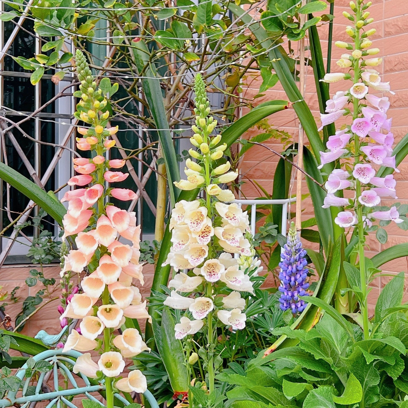 Mixed Foxglove Seeds – ourhomemarket.com