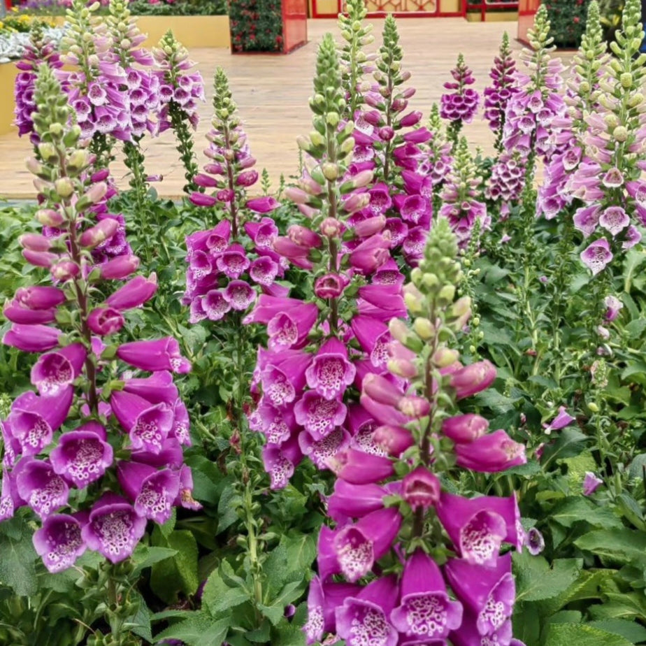 Mixed Foxglove Seeds – ourhomemarket.com